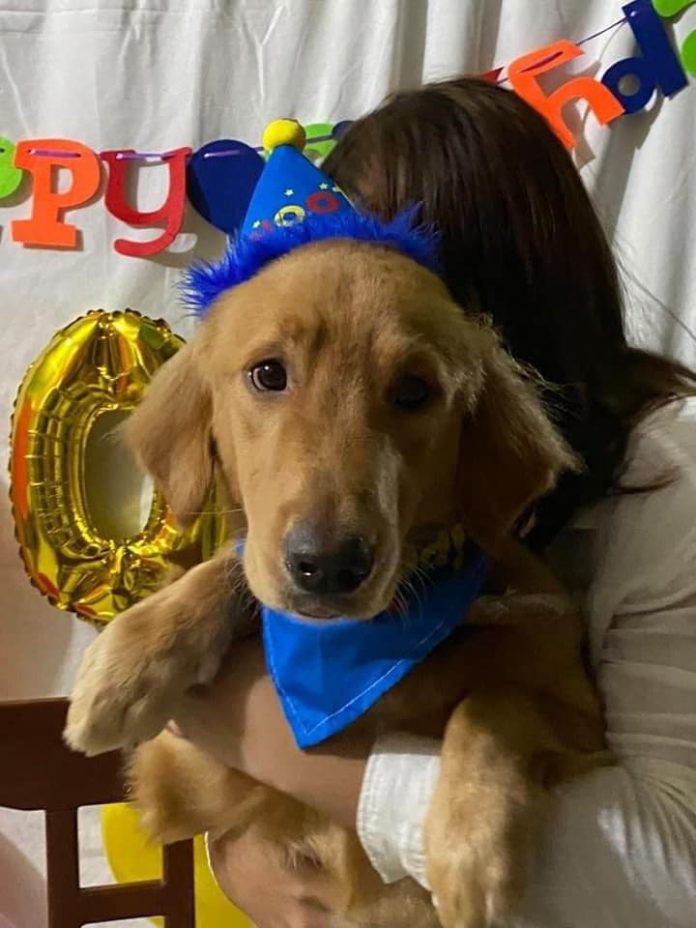 Golden Retriever na si Killua, positibo na mayroong rabies